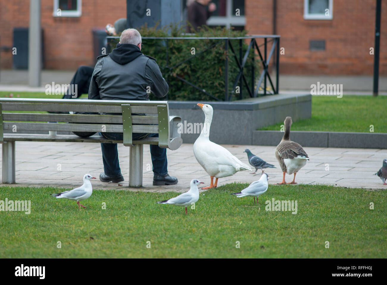 man eats sandwich on park bench whilst hungry goose begs for scraps and ...