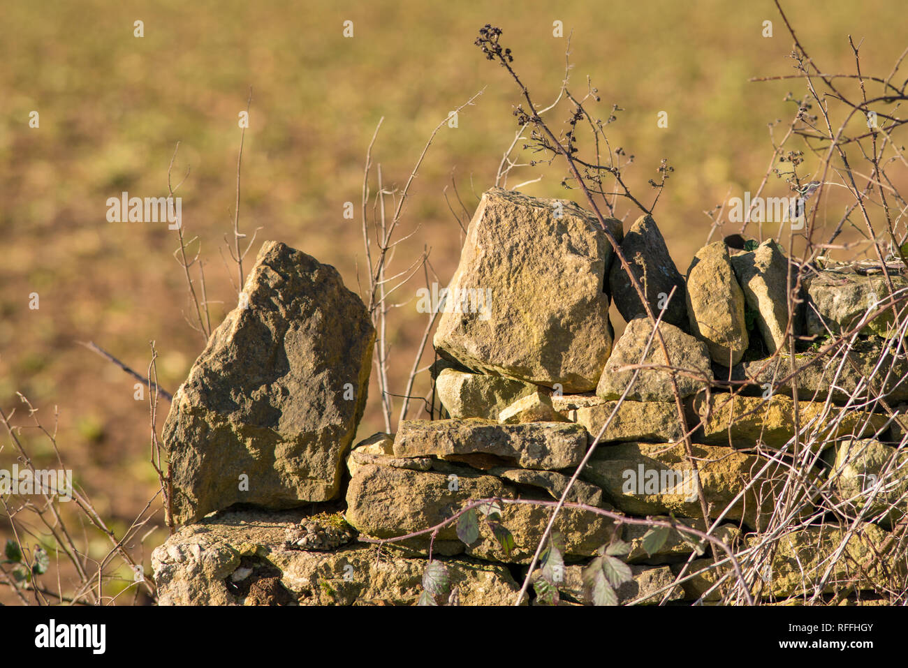 traditional overgrown English dry stone wall with brambles and Stock ...