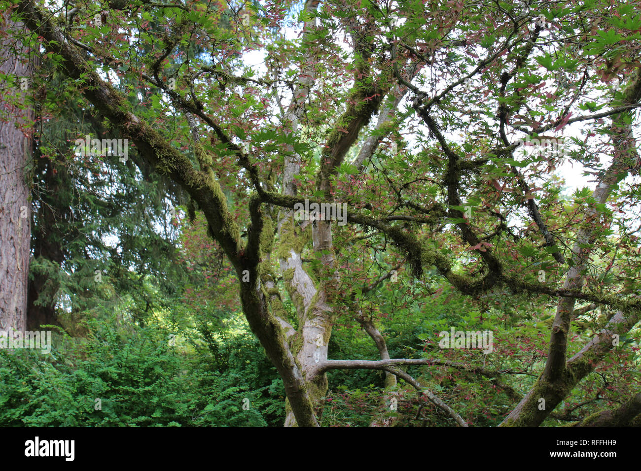 A moss covered Japanes Maple Tree with red seeds hanging on the ...