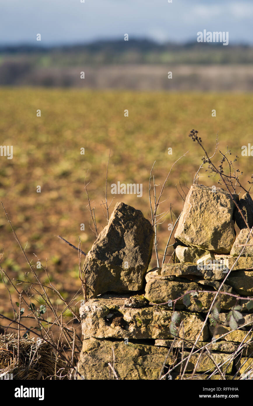 traditional overgrown English dry stone wall with brambles and Stock ...