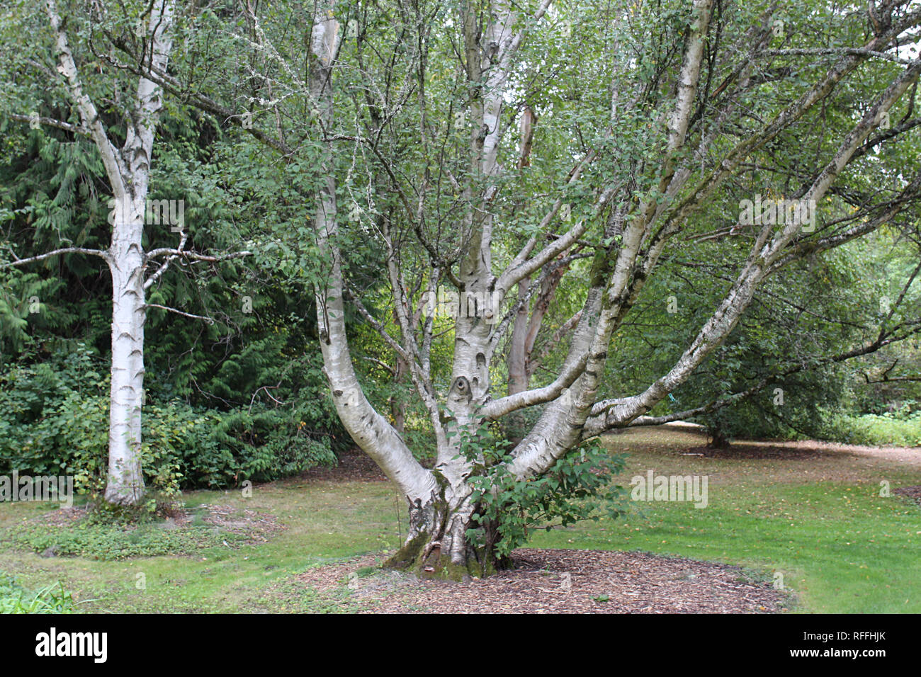 A sprawling birch tree growing in the Washington Park Arboretum in ...