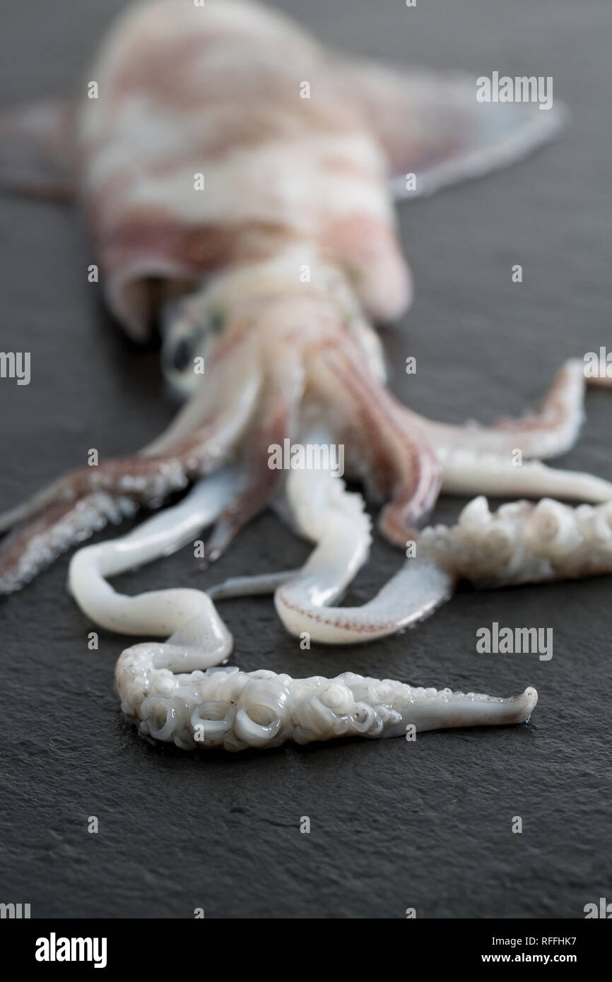 A freshly caught Loligo vulgaris squid, that was caught on a lure and ...