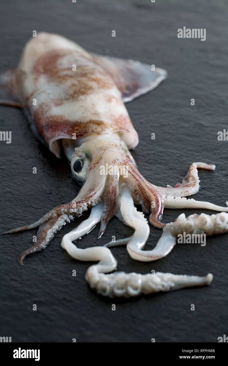 A freshly caught Loligo vulgaris squid, that was caught on a lure and ...
