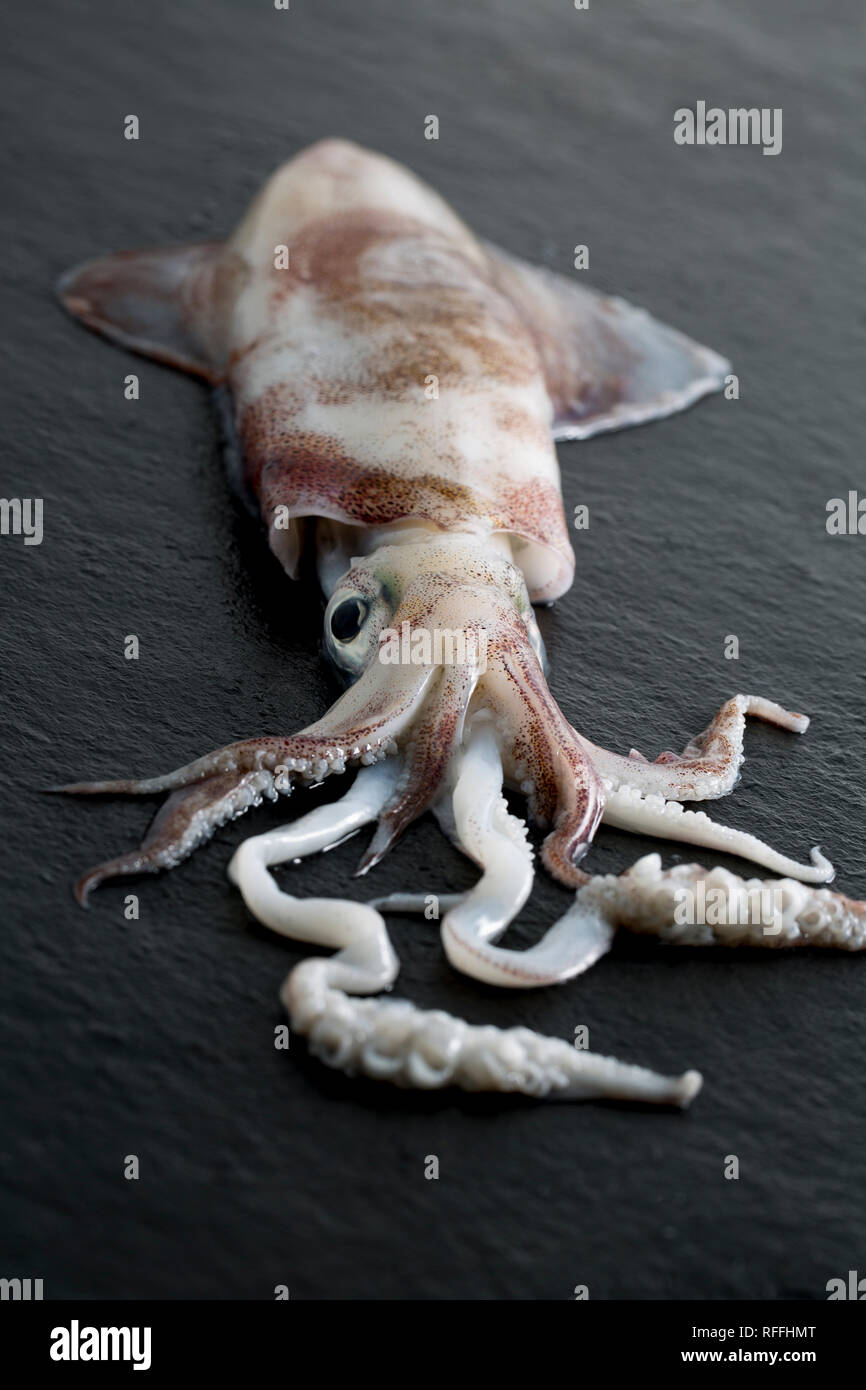 Loligo Squid High Resolution Stock Photography and Images - Alamy