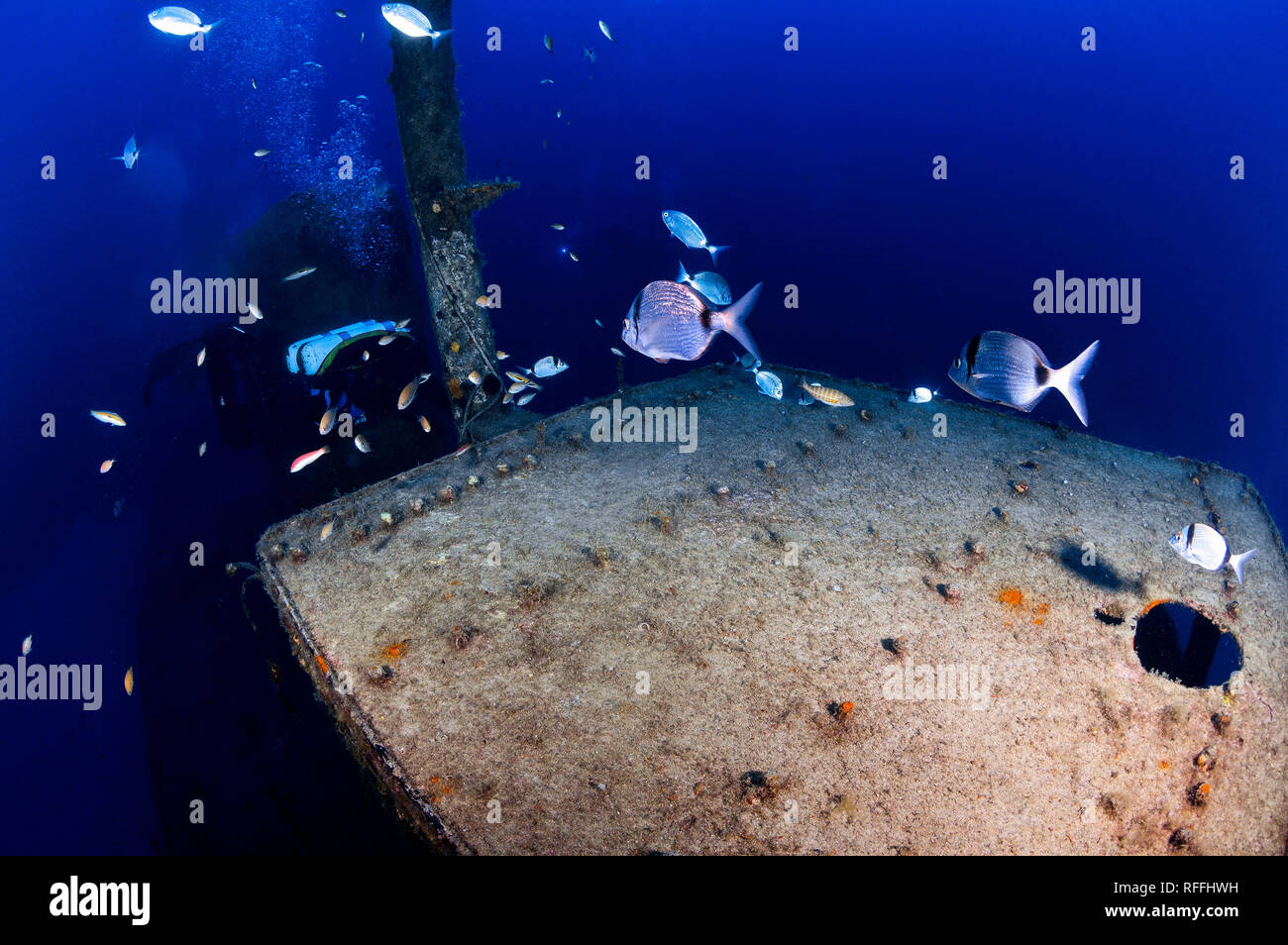 Mv rozi hi-res stock photography and images - Alamy