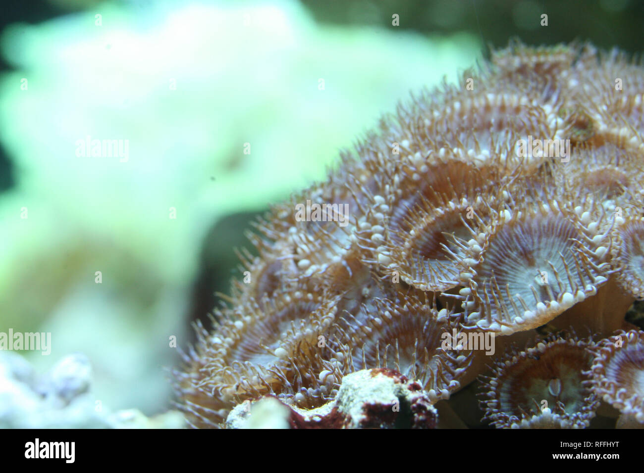 Corals close up in an aquarium Stock Photo - Alamy