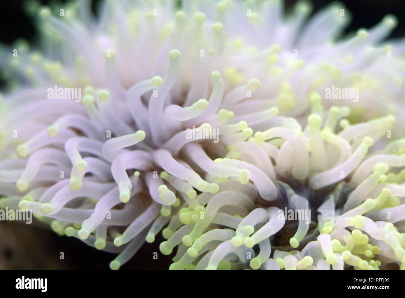 Corals close up in an aquarium Stock Photo - Alamy