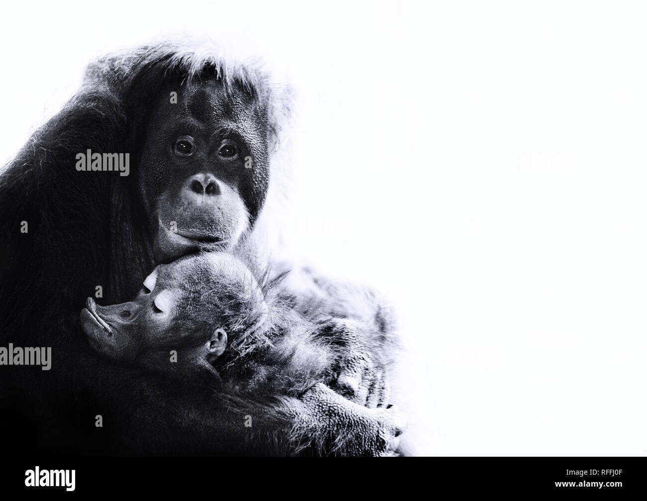 Orangutans hugging hi-res stock photography and images - Alamy