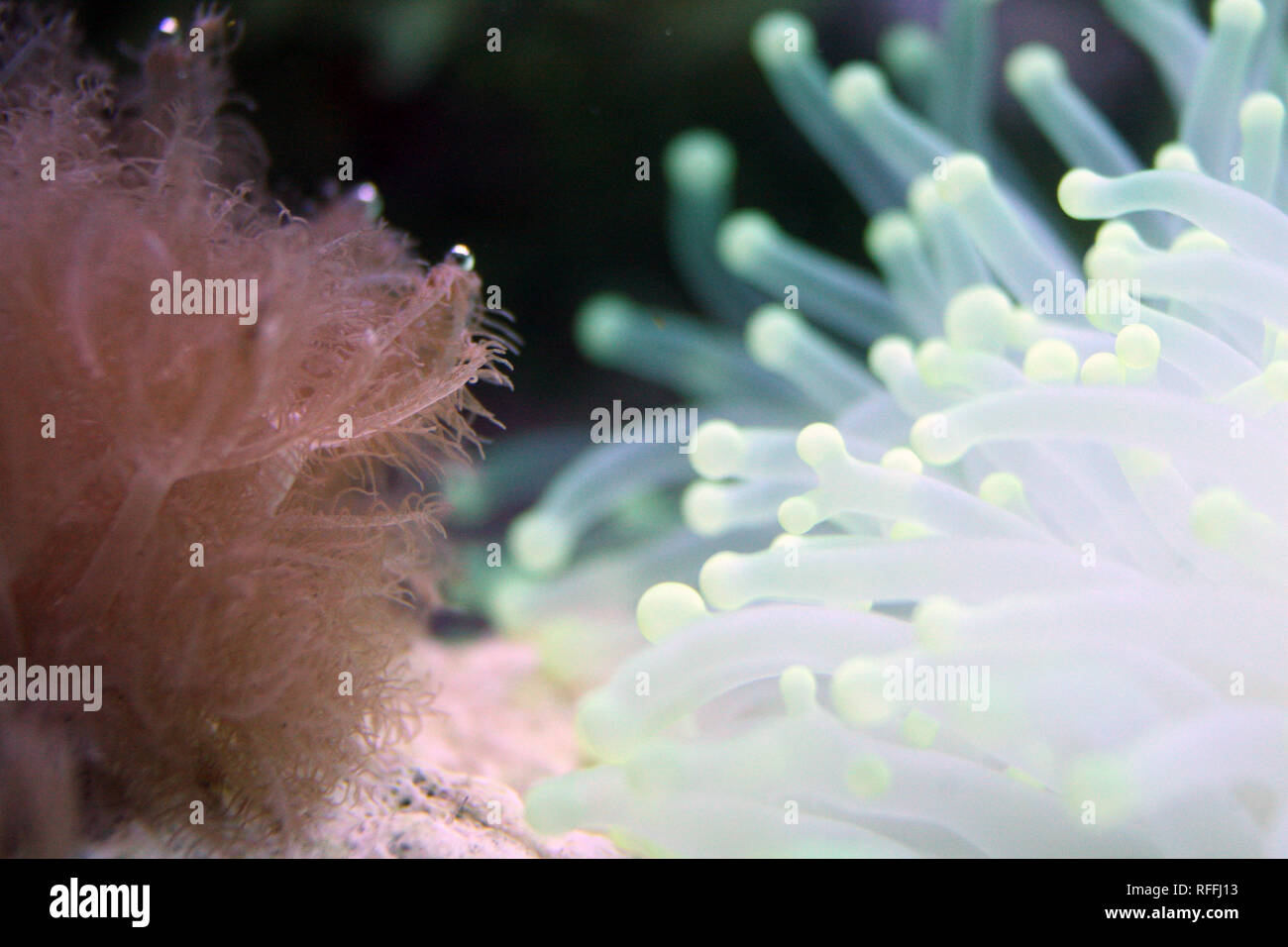 Corals close up in an aquarium Stock Photo - Alamy