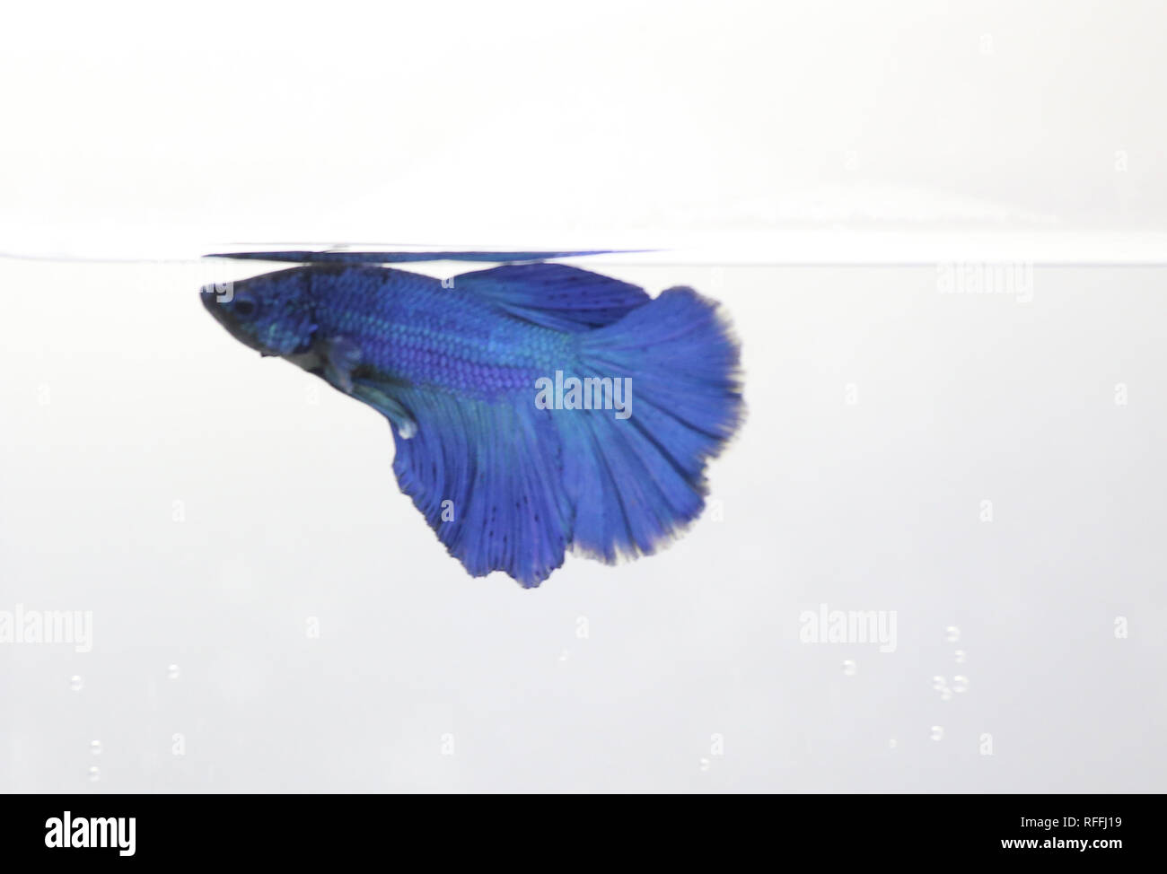 blue betta fish close up photo in aquarium Stock Photo - Alamy