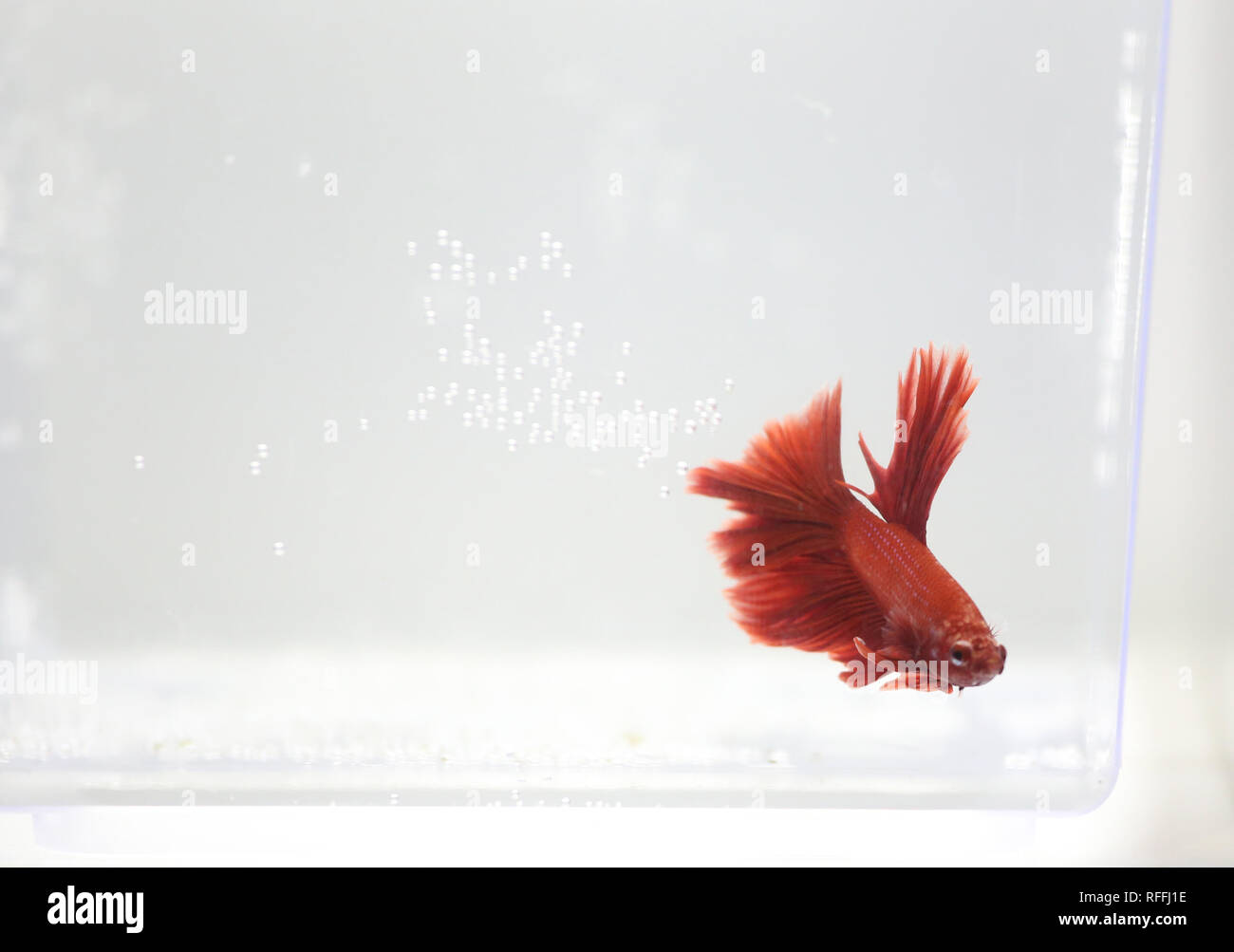red betta fish close up photo in aquarium Stock Photo - Alamy