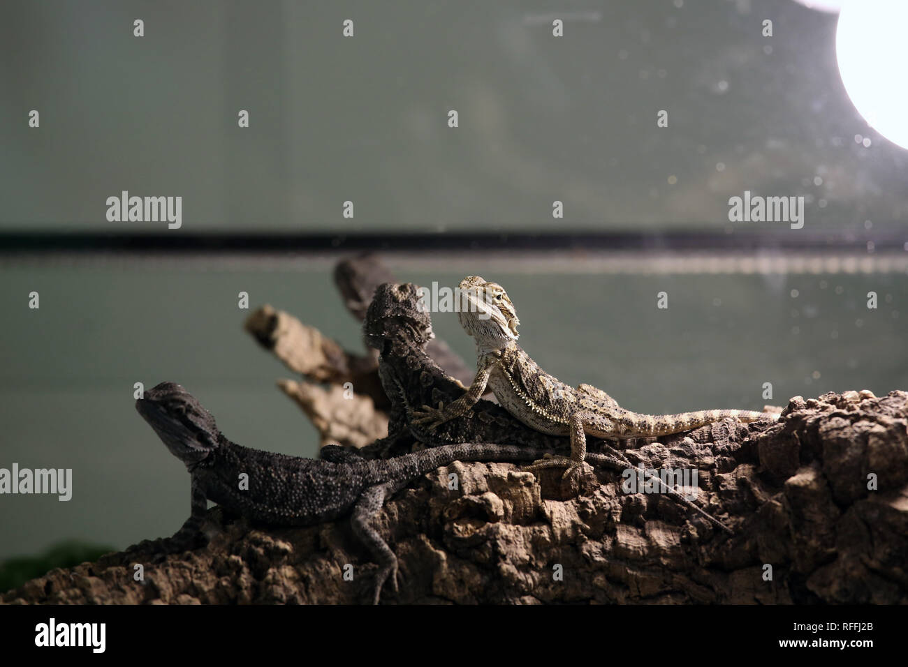 A group of bearded dragons in captivity Stock Photo - Alamy