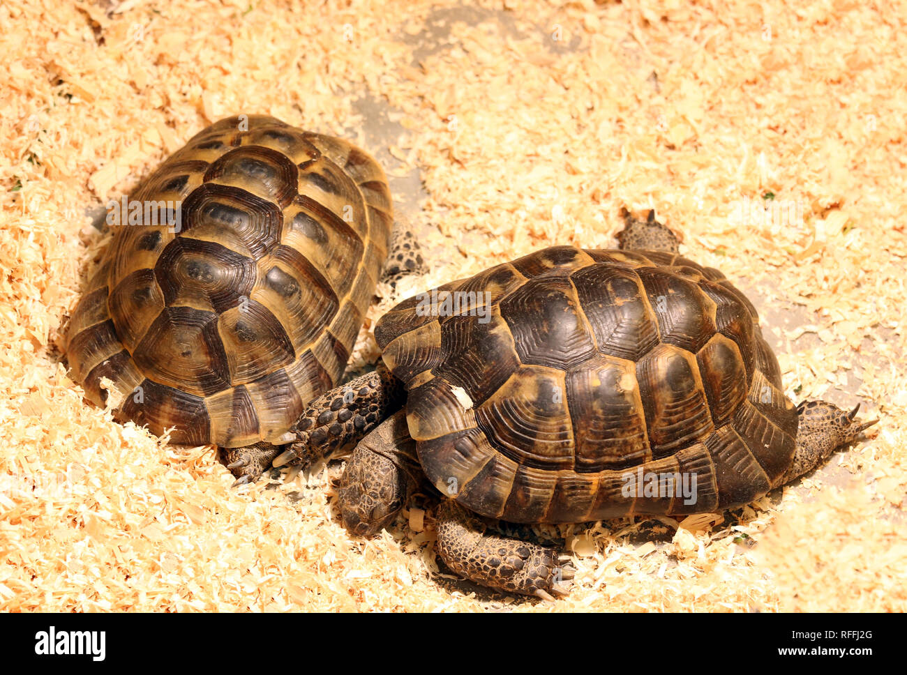 A very big african testudo in captivity Stock Photo - Alamy