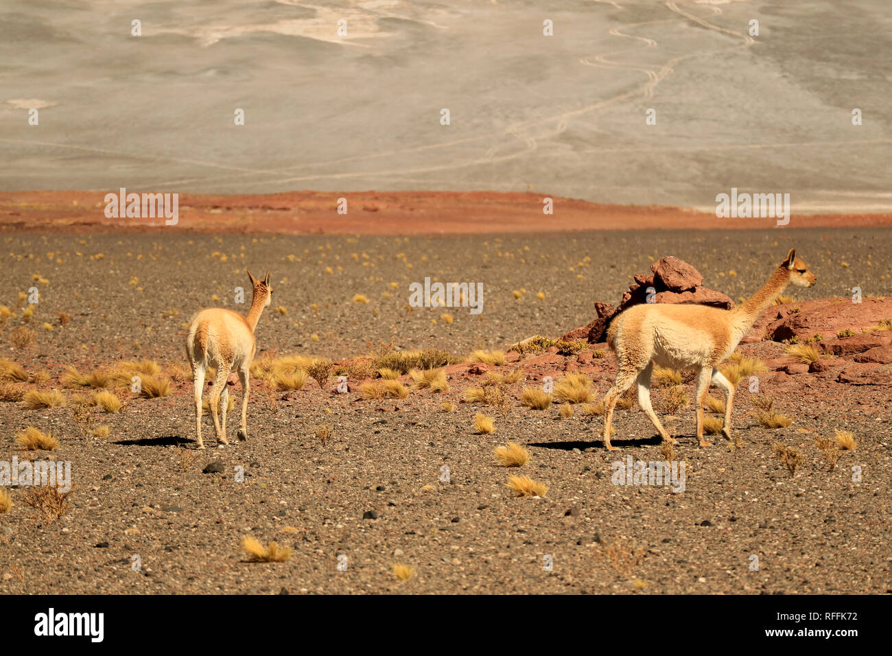 Pair Wild Vicuna Grazing on the Expanse Desert of Los Flamencos ...