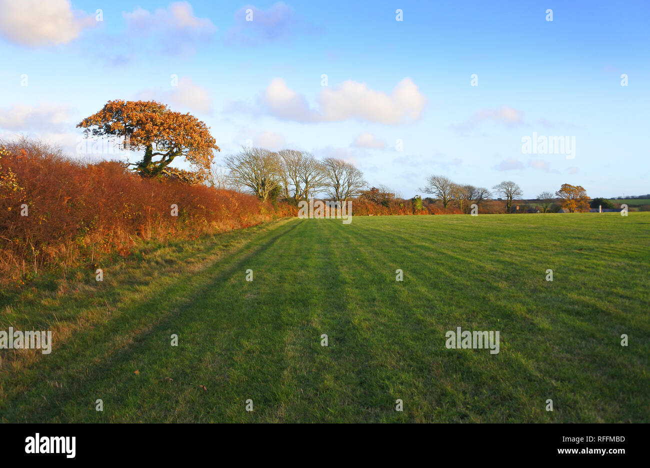 Tree bathed in sunlight hi-res stock photography and images - Alamy