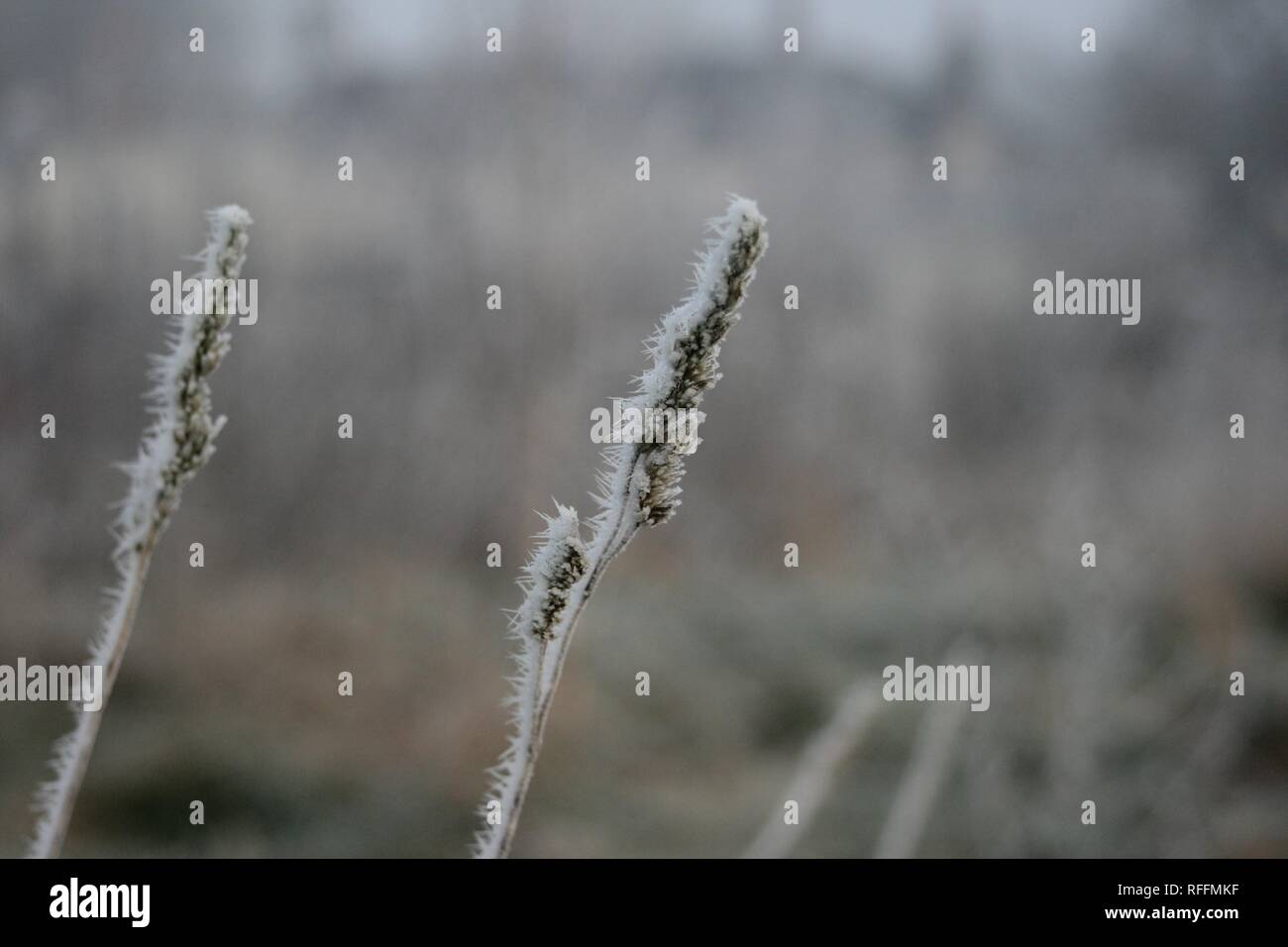 Frost frost hi-res stock photography and images - Alamy