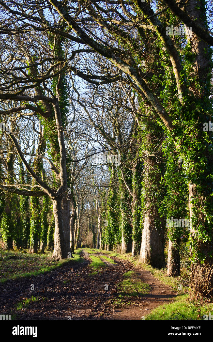 Autumn sunshine bathing a Cornish tree-lined track - John Gollop Stock ...