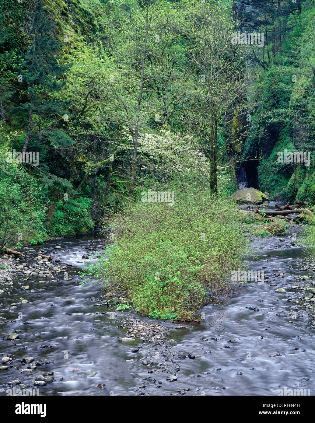 USA, Oregon, Columbia River Gorge National Scenic Area, Lush spring ...