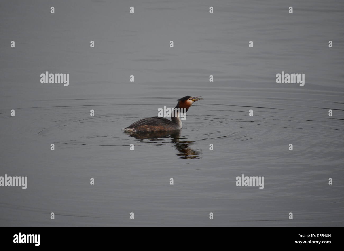 bird in a lake eating fish Stock Photo - Alamy