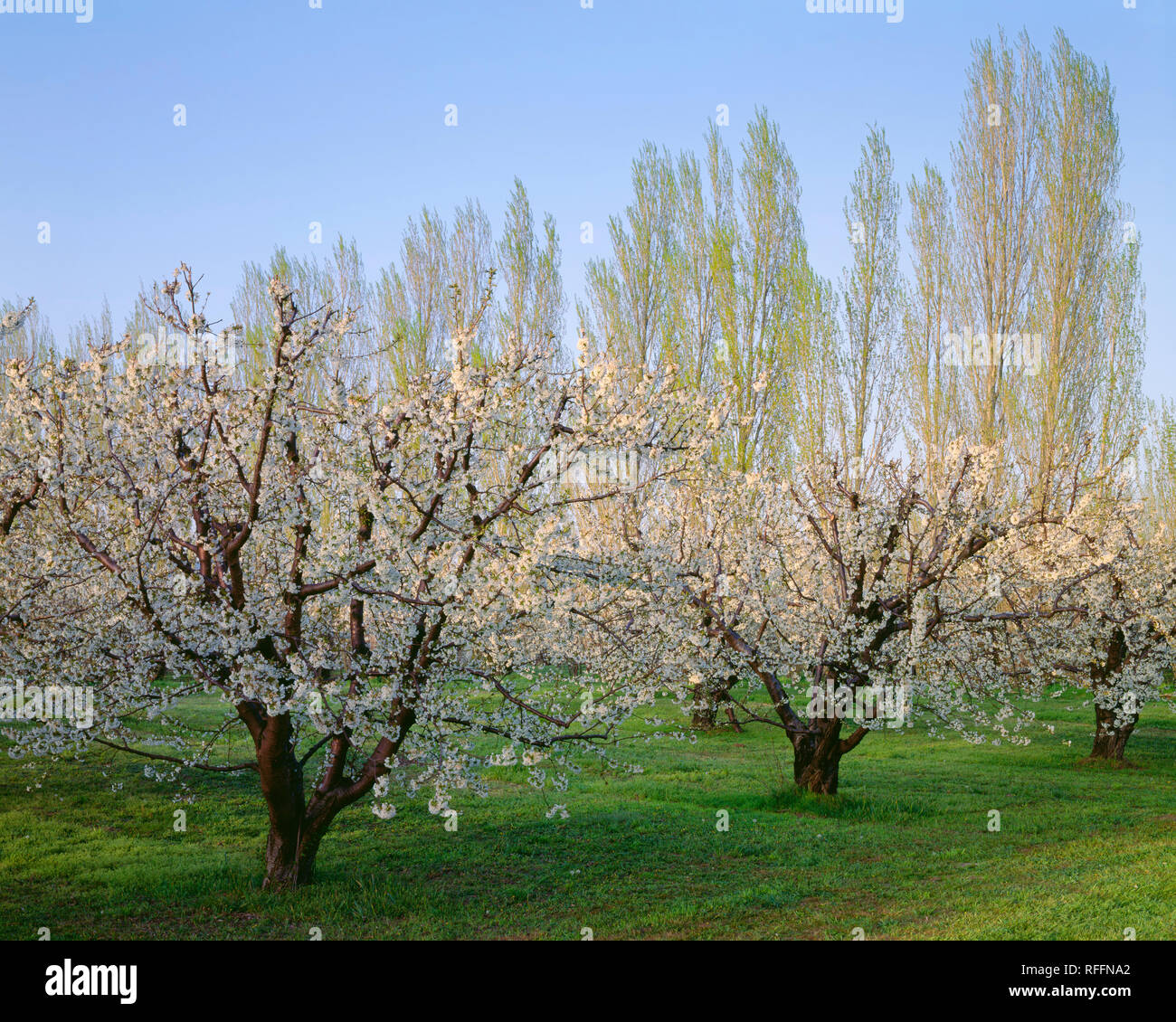USA, Oregon, Columbia River Gorge, Flowering fruit orchard near Mosier ...