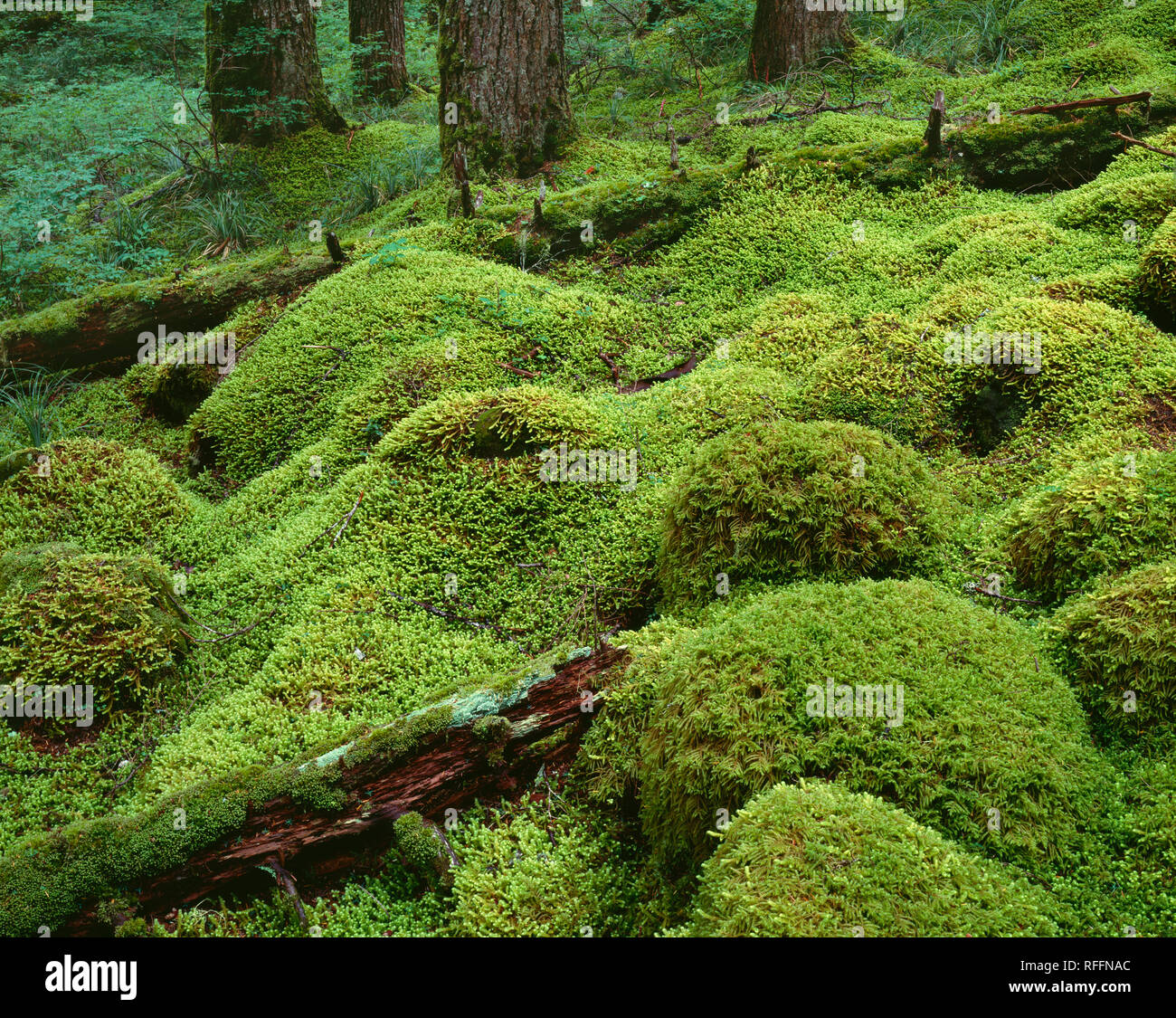 USA, Oregon, Columbia River Gorge National Scenic Area, Lush moss ...