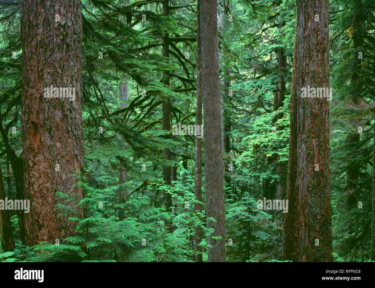 USA, Oregon, Columbia River Gorge National Scenic Area, Old growth ...