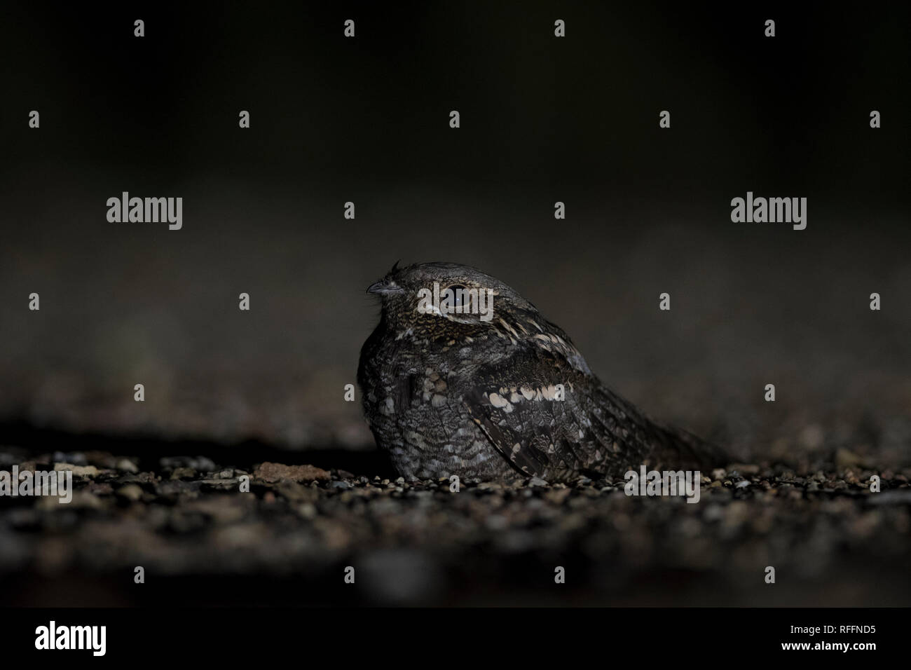The European nightjar (Caprimulgus europaeus) sitting on the ground at ...