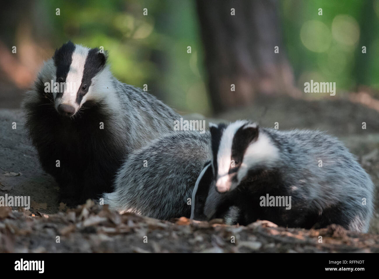 Badger cub mother hi-res stock photography and images - Alamy