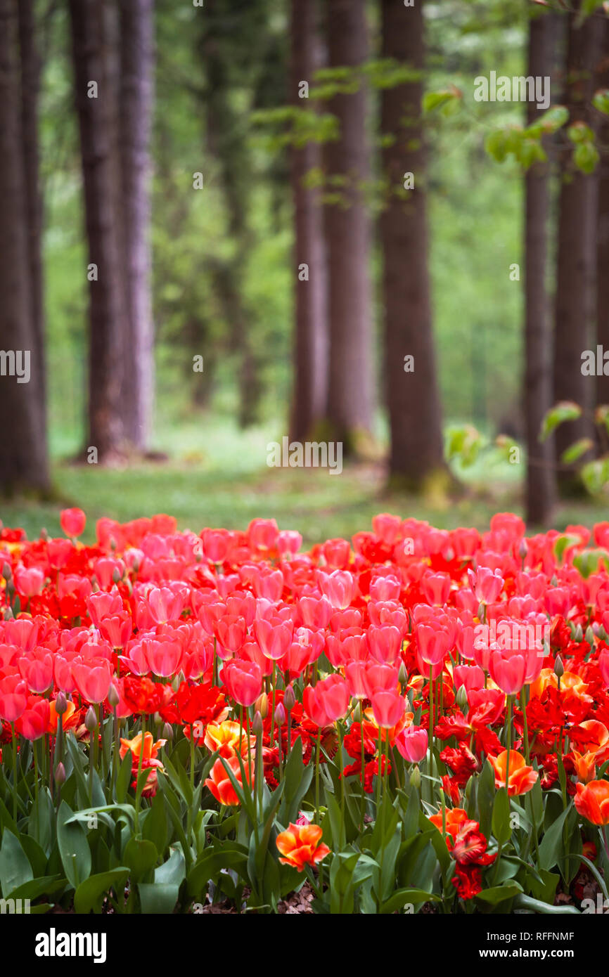 Red pink tulip garden blooming in forest Stock Photo - Alamy