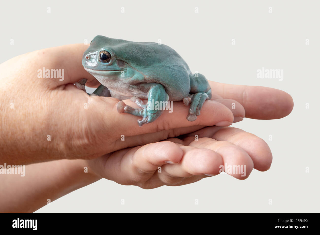White's tree frog Stock Photo - Alamy