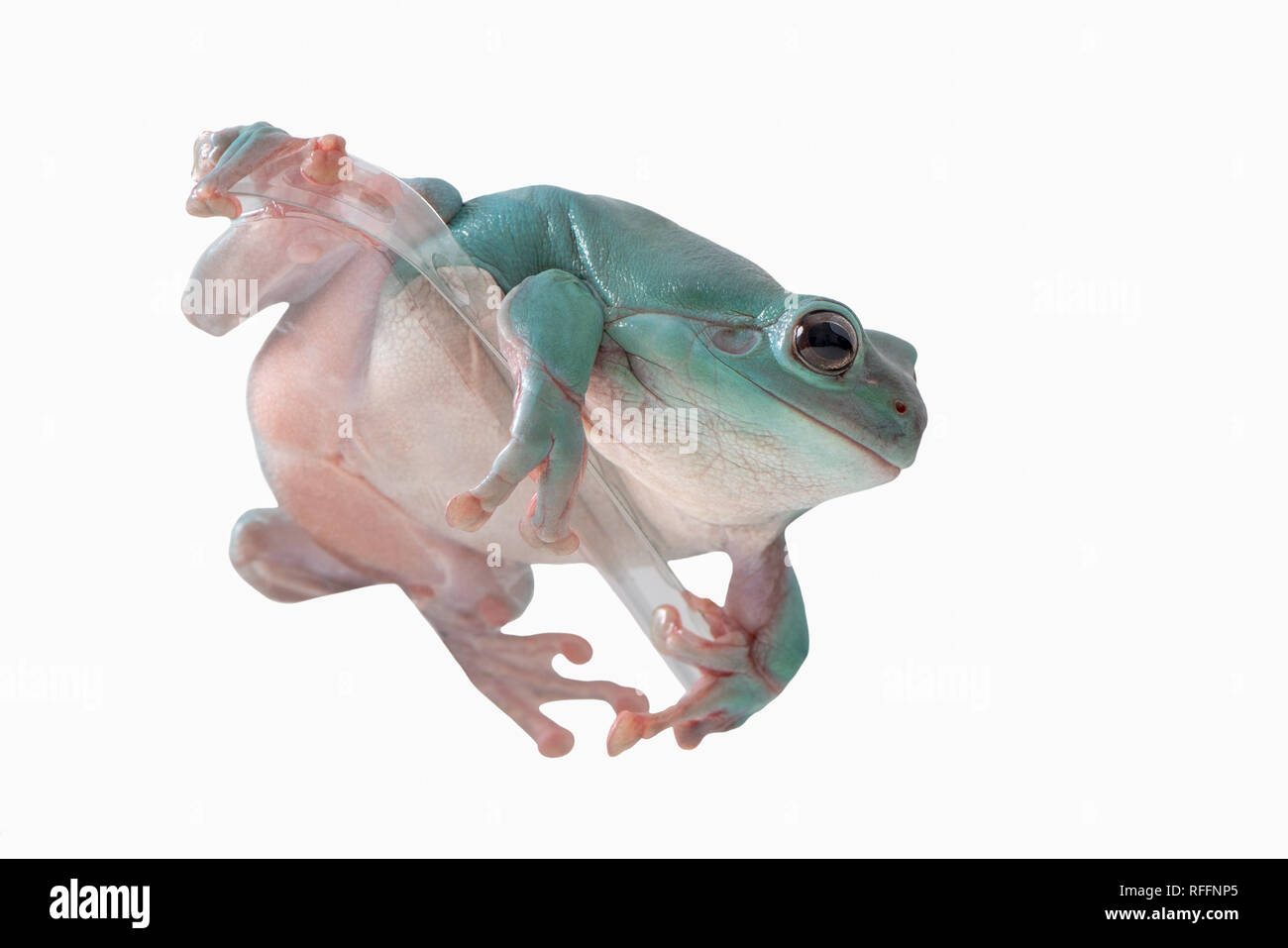 Australian green tree frog Cut Out Stock Images & Pictures - Alamy