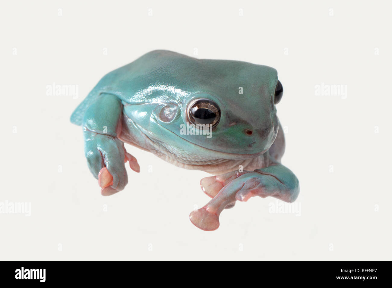 Dumpy white tree frogs hi-res stock photography and images - Alamy