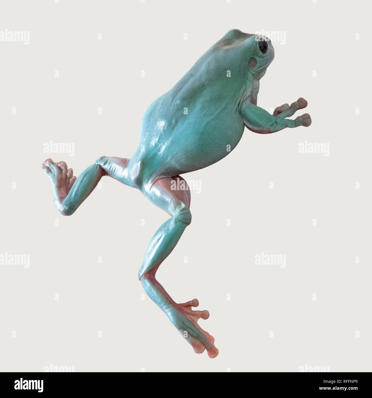 Leaping frog hi-res stock photography and images - Alamy