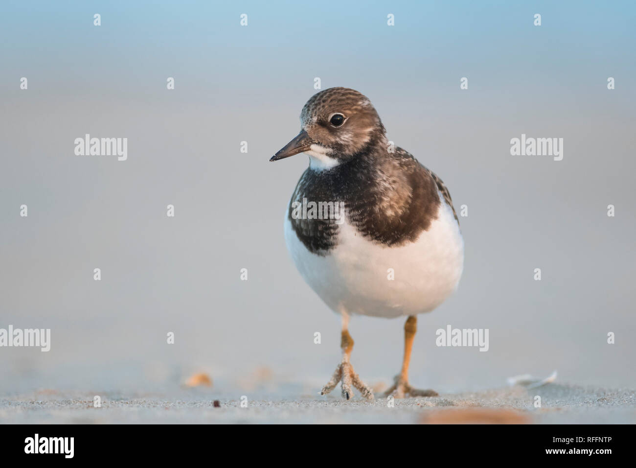 Sea migration hi-res stock photography and images - Alamy