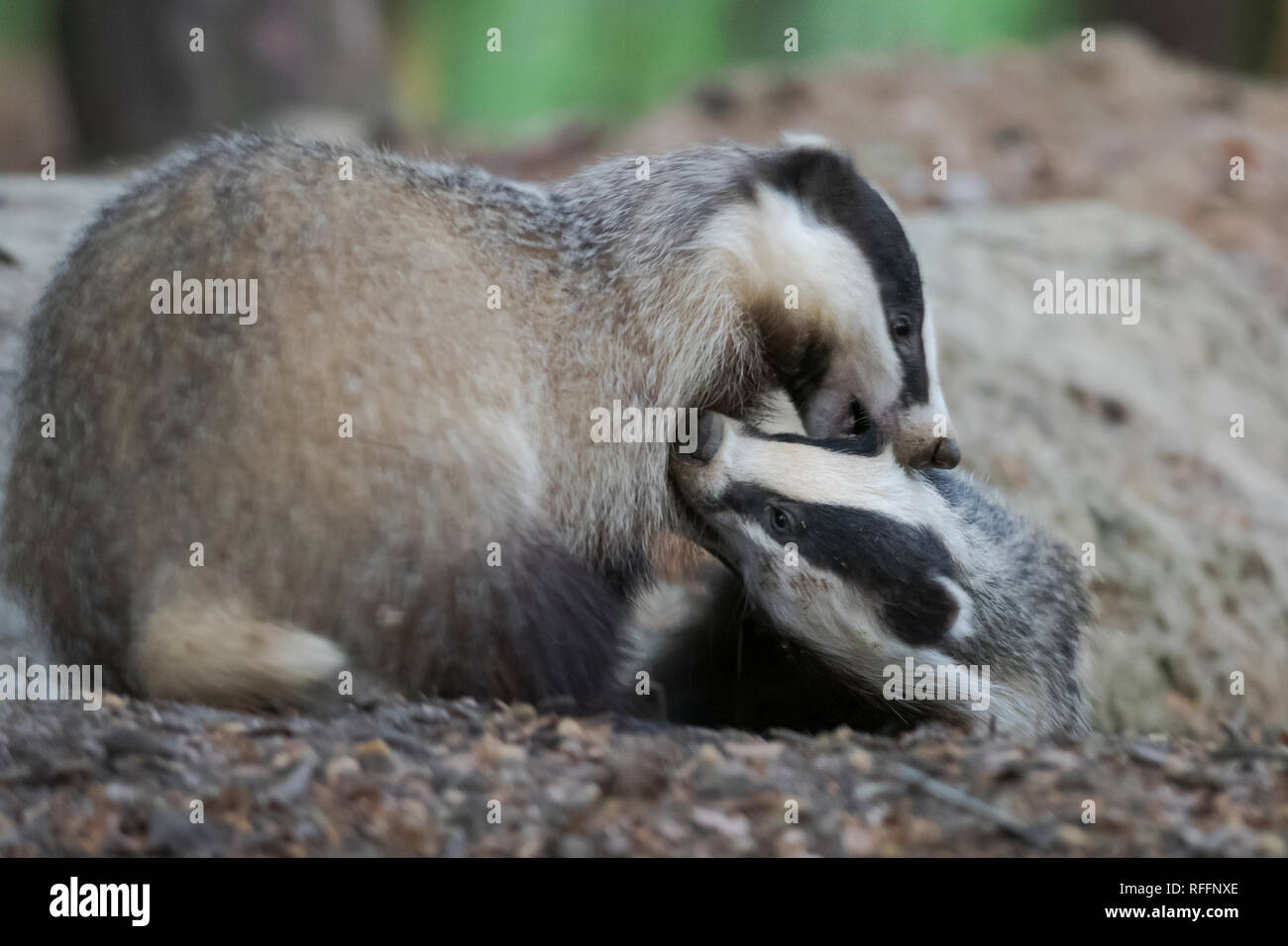 Angry European Badger