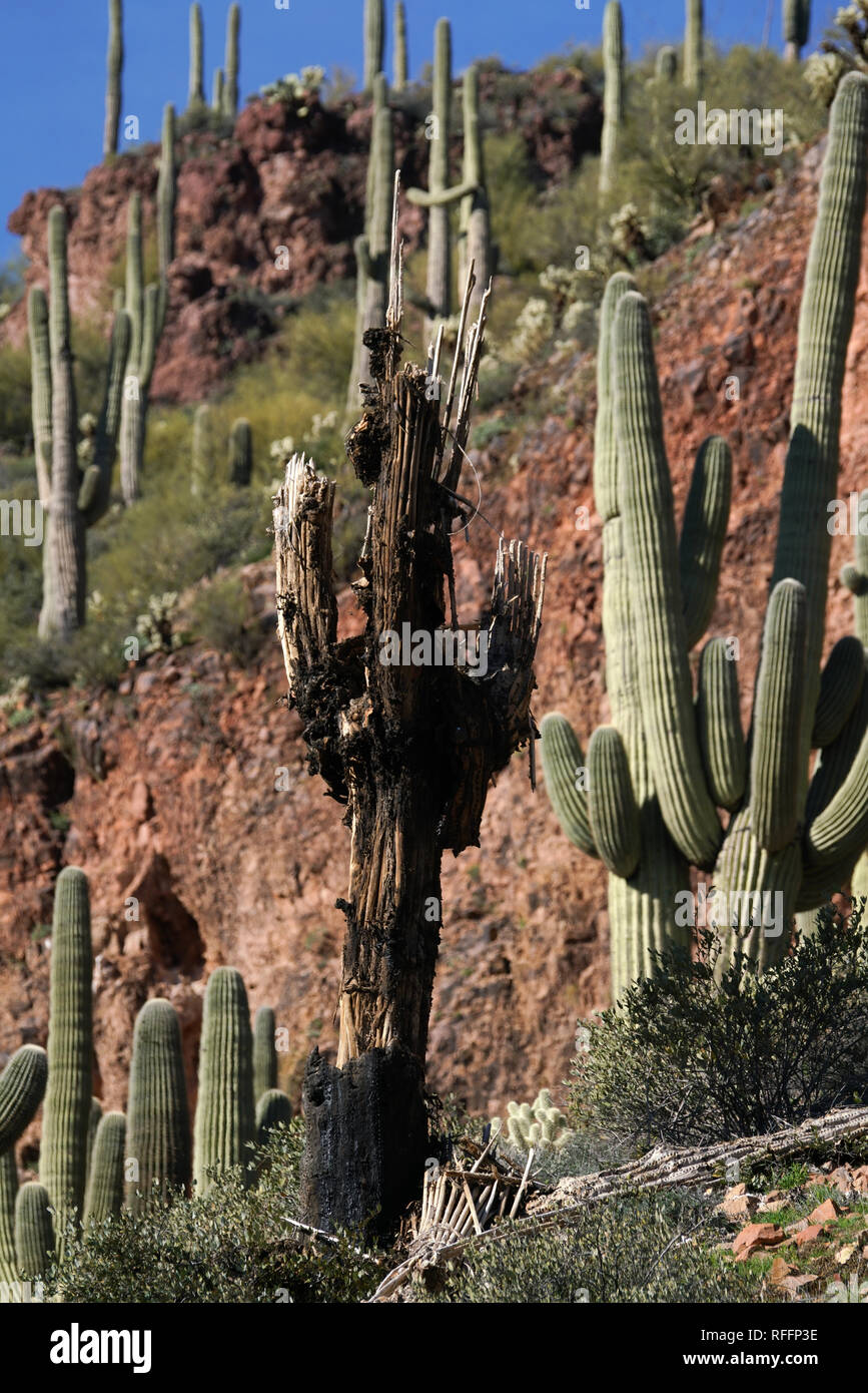 Burnt cacti hi-res stock photography and images - Alamy