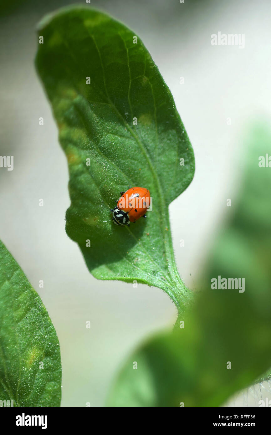 Bug on tomato hi-res stock photography and images - Alamy