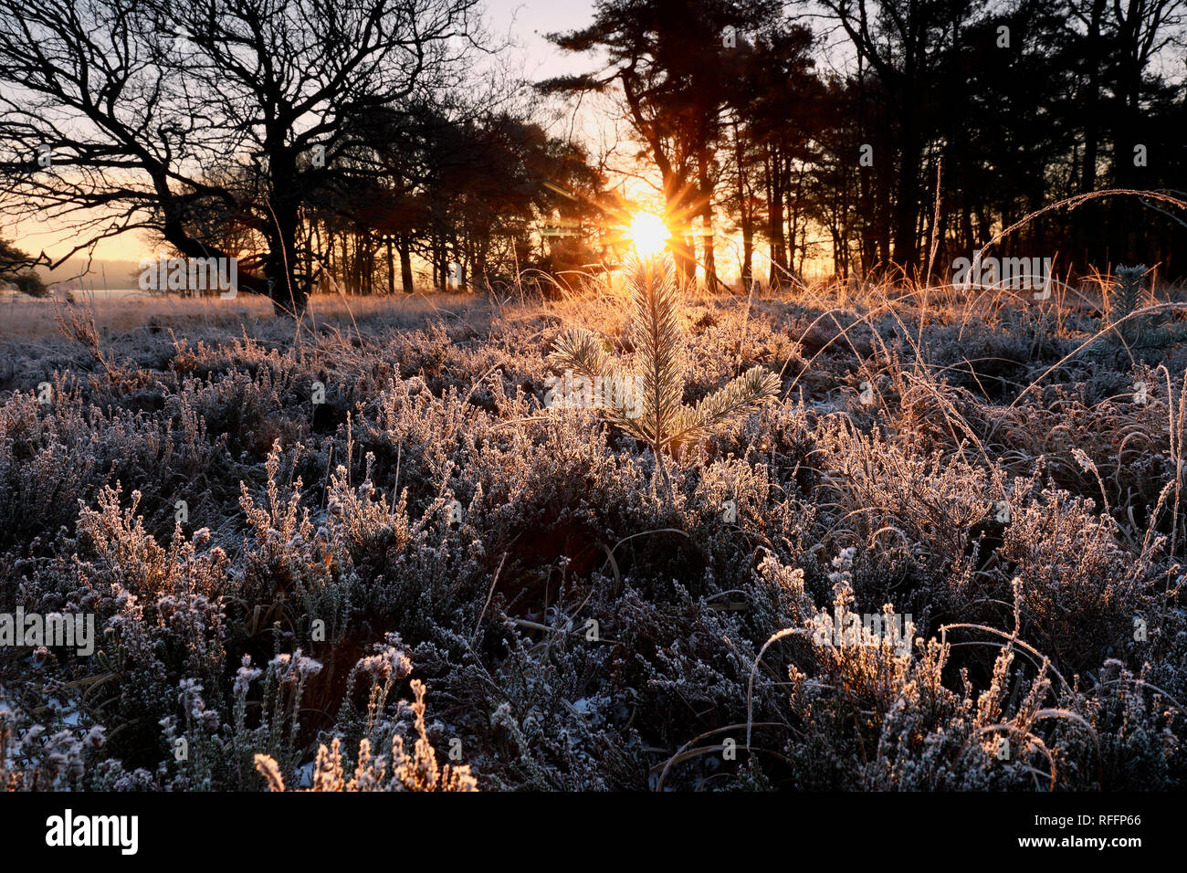 Frosted pine tree hi-res stock photography and images - Alamy