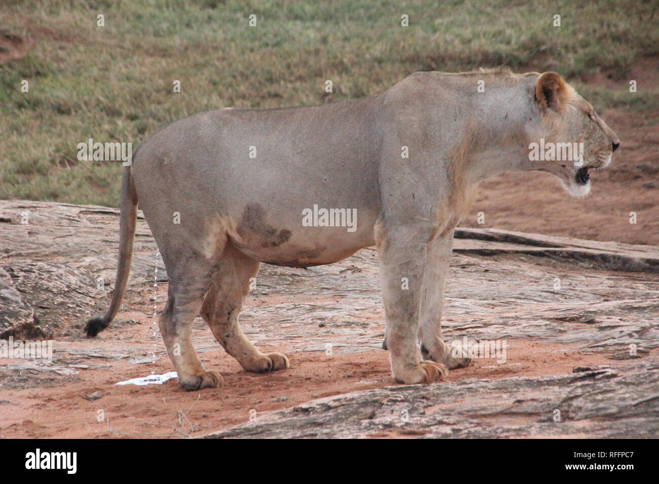 Urinating Male Lion (Panthera leo) on a rocky plateaux in the savannah ...