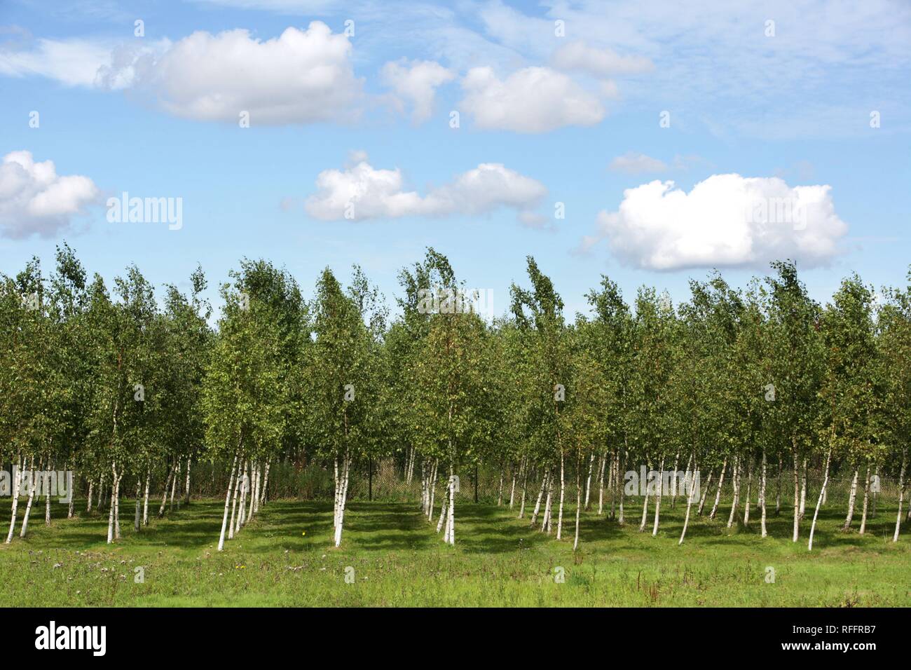 Birch trees nursery hi-res stock photography and images - Alamy