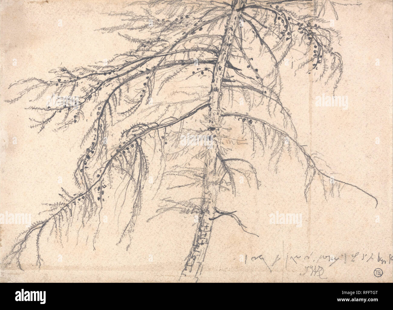 Tree drawing hi-res stock photography and images - Alamy