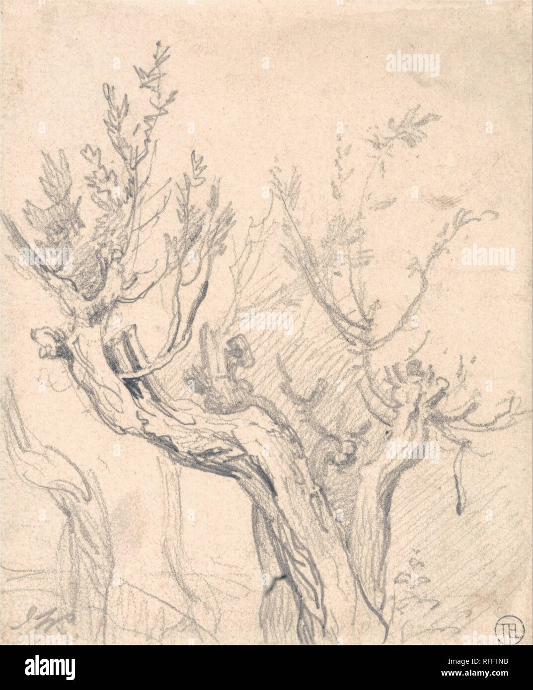 A Gnarled Tree. Drawing. Graphite on medium, slightly textured, cream ...