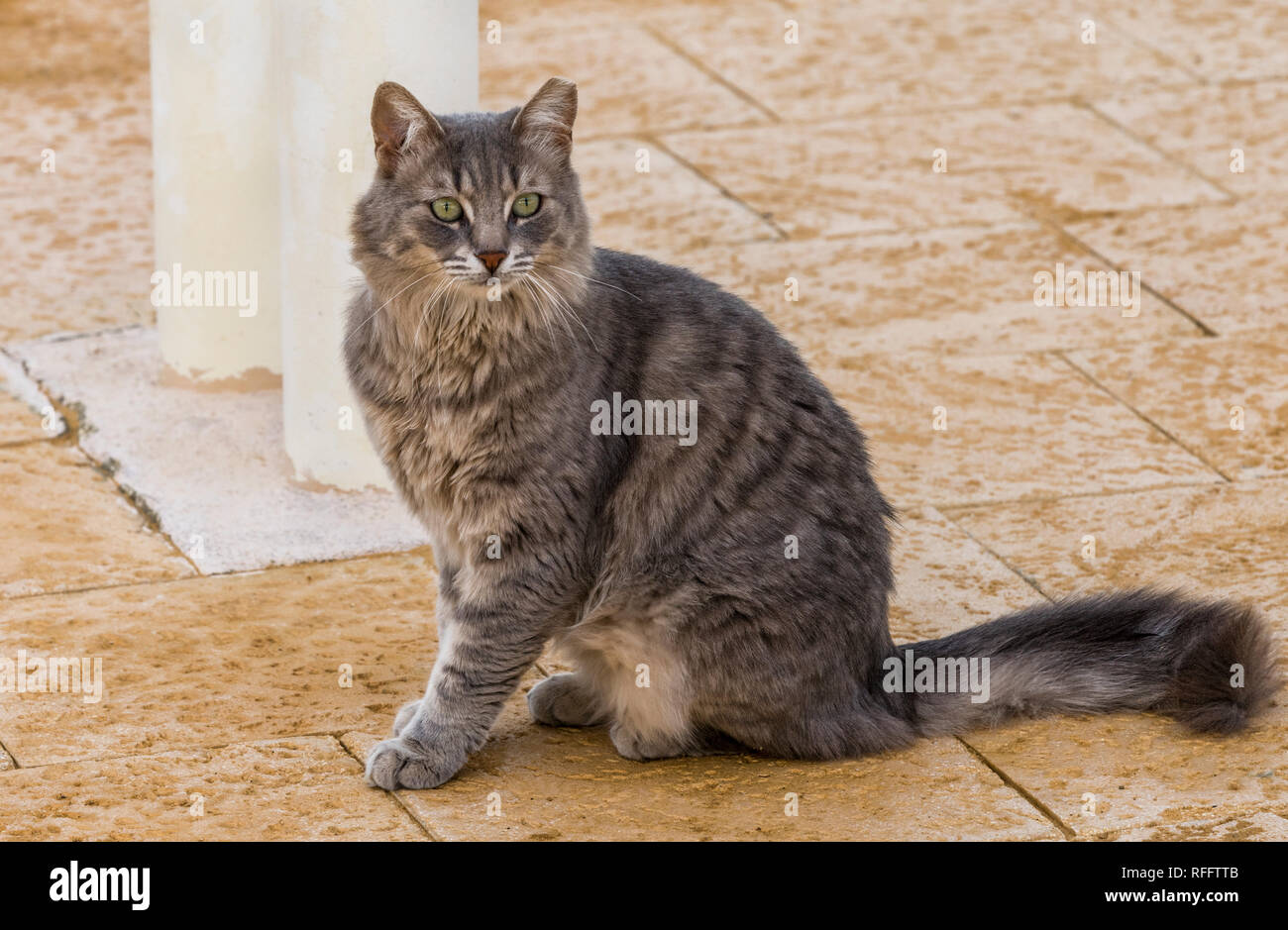 Portrait grey fluffy cat hi-res stock photography and images - Alamy