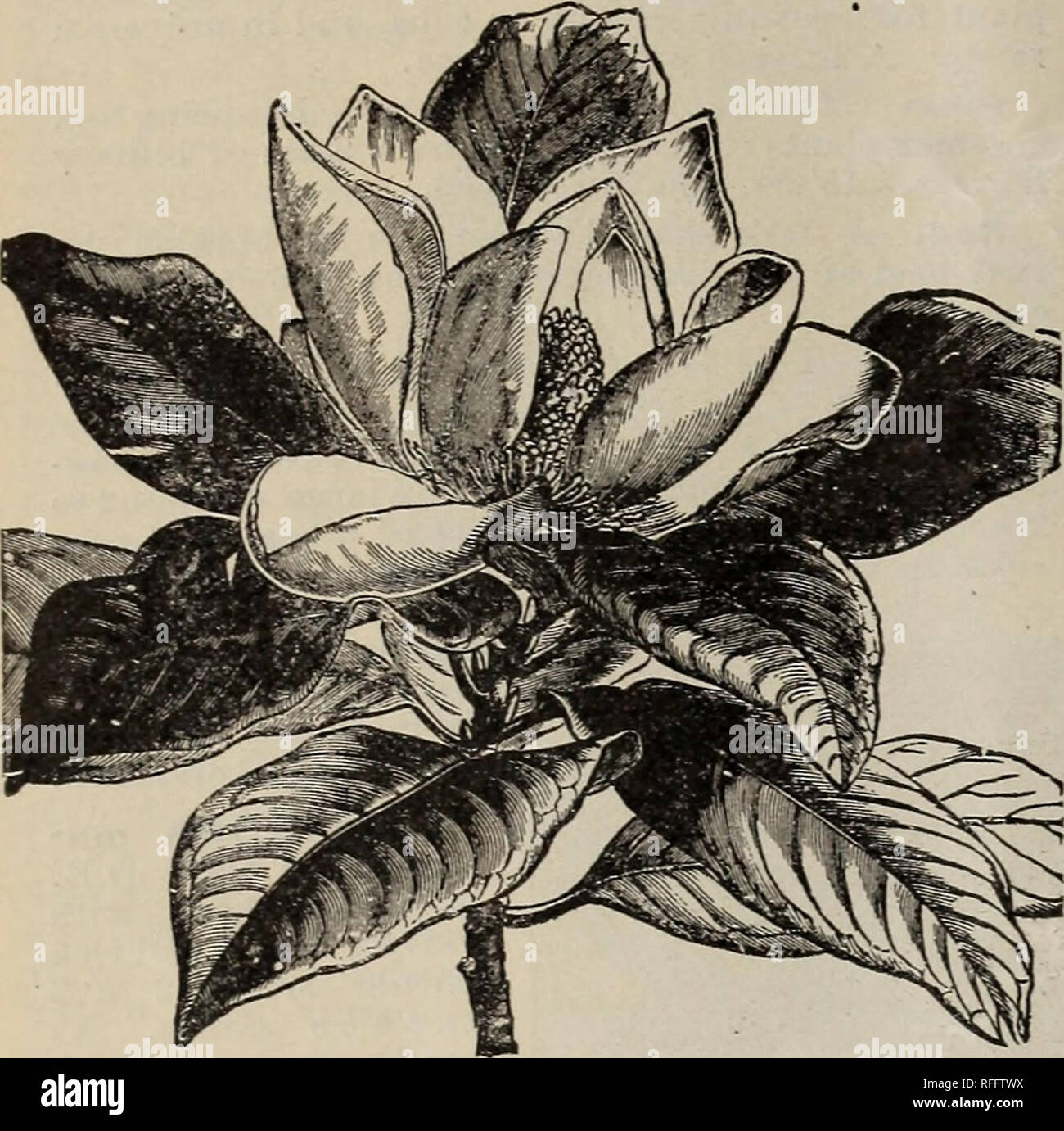 . Native and exotic plants, trees & shrubs. Nursery stock Florida ...