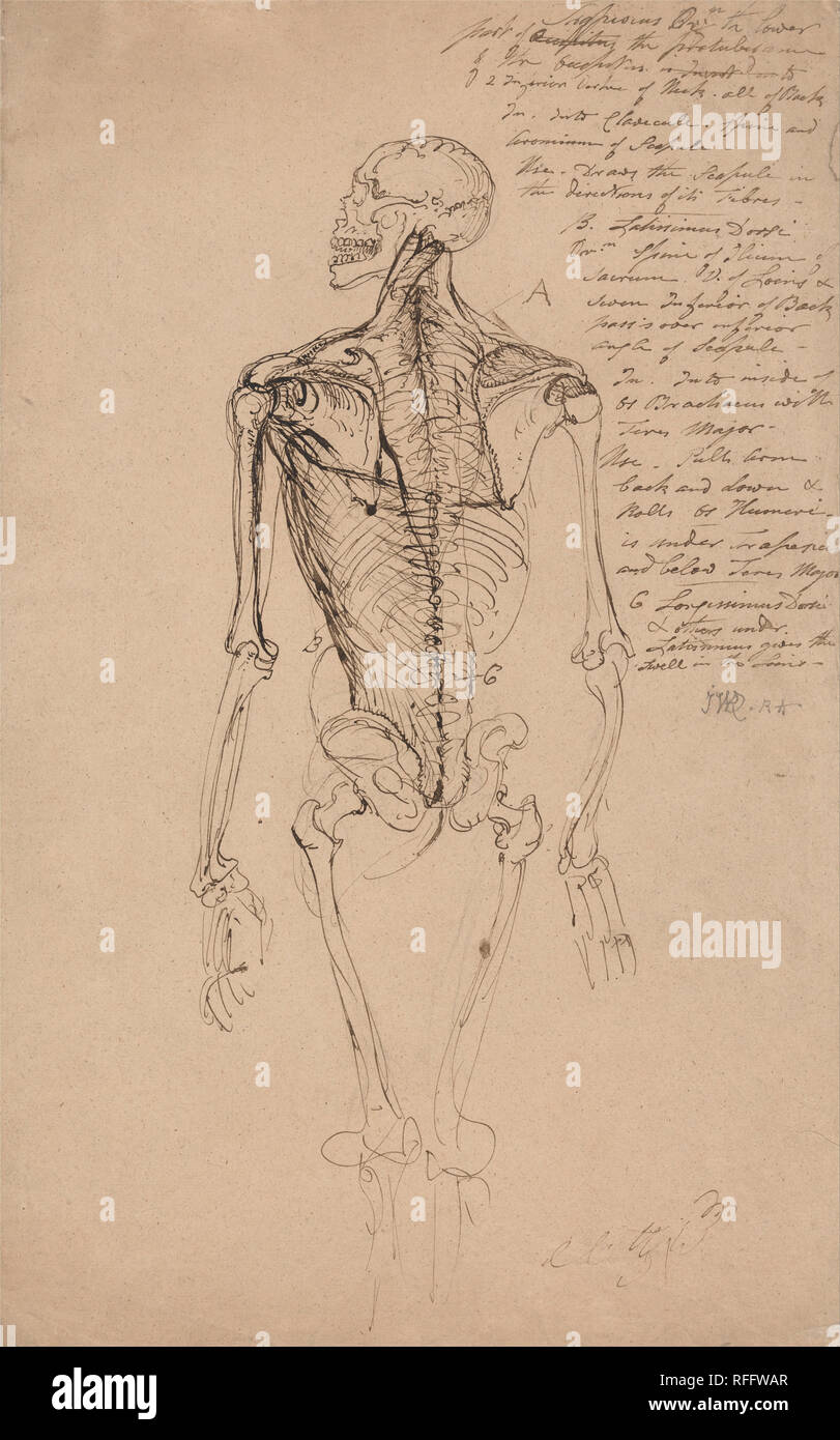 Drawing of a Man's Skeleton. Drawing. Brown ink over graphite on medium ...