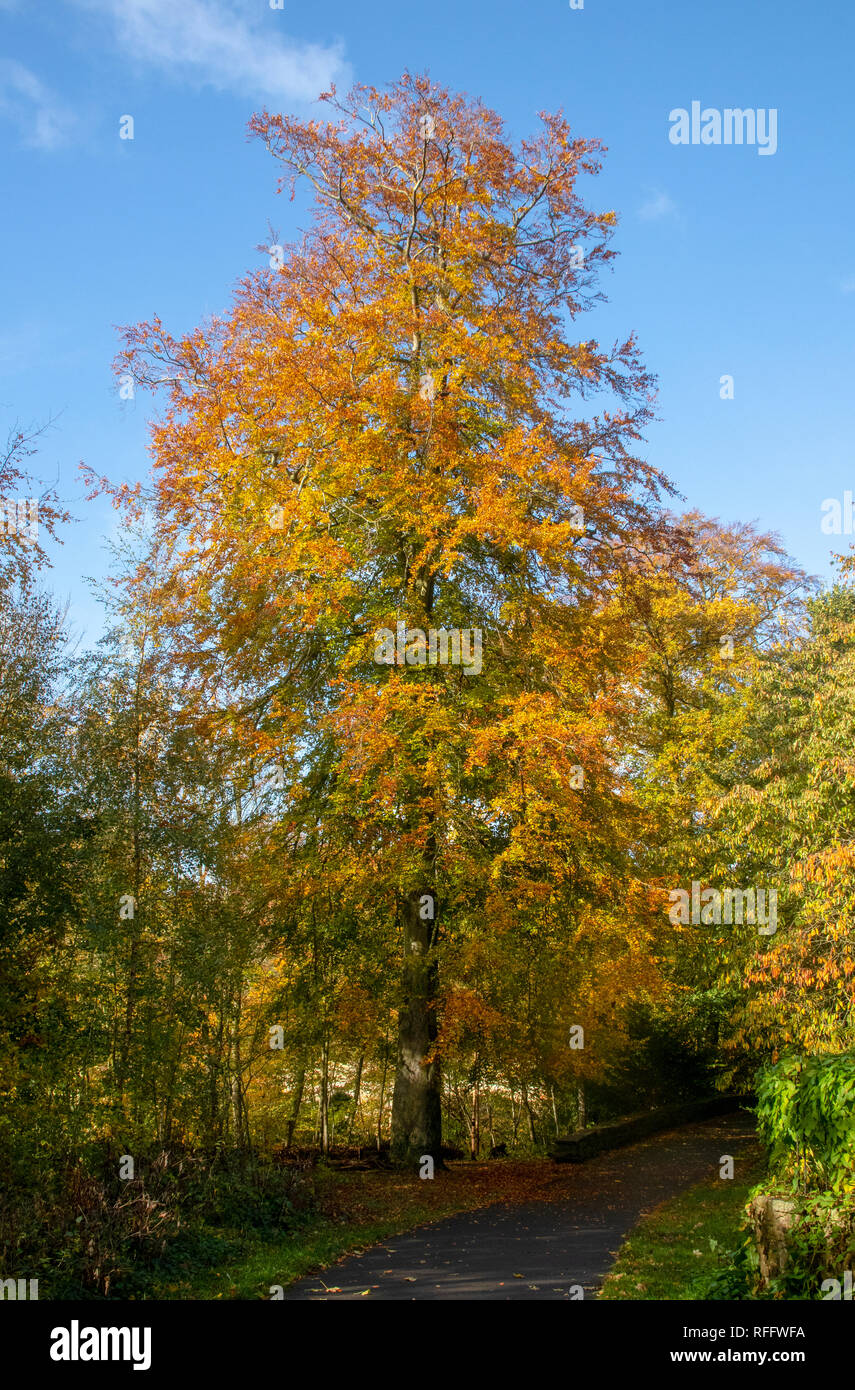 Beech tree in autumn colour Stock Photo - Alamy