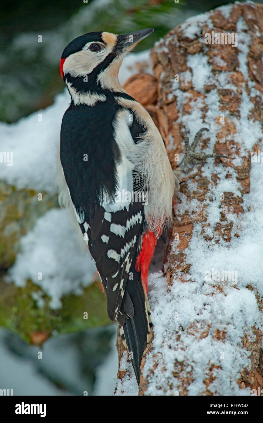 great spotted woodpecker, (Dendrocopos major Stock Photo - Alamy