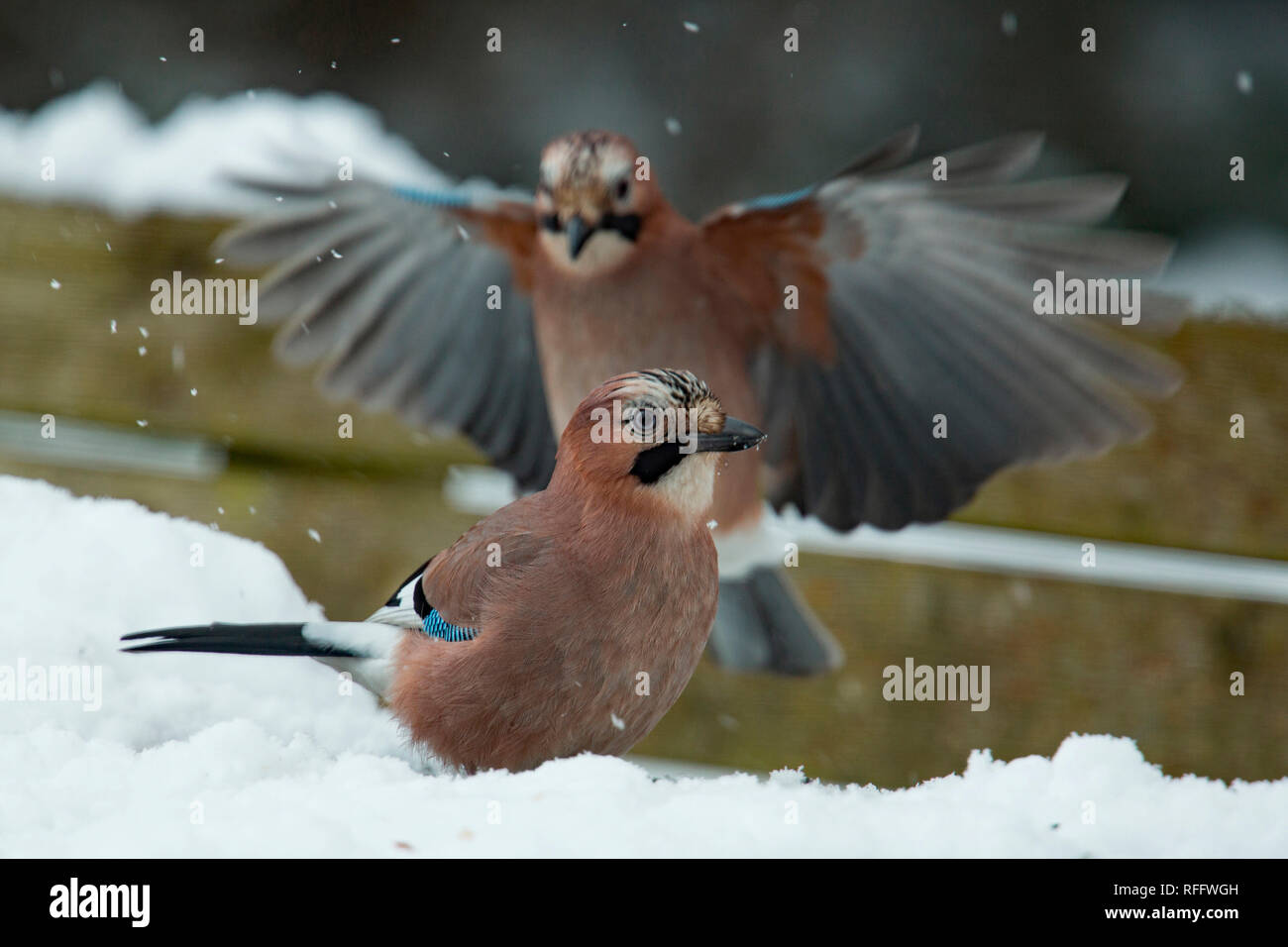 Eurasian jay flying hi-res stock photography and images - Alamy