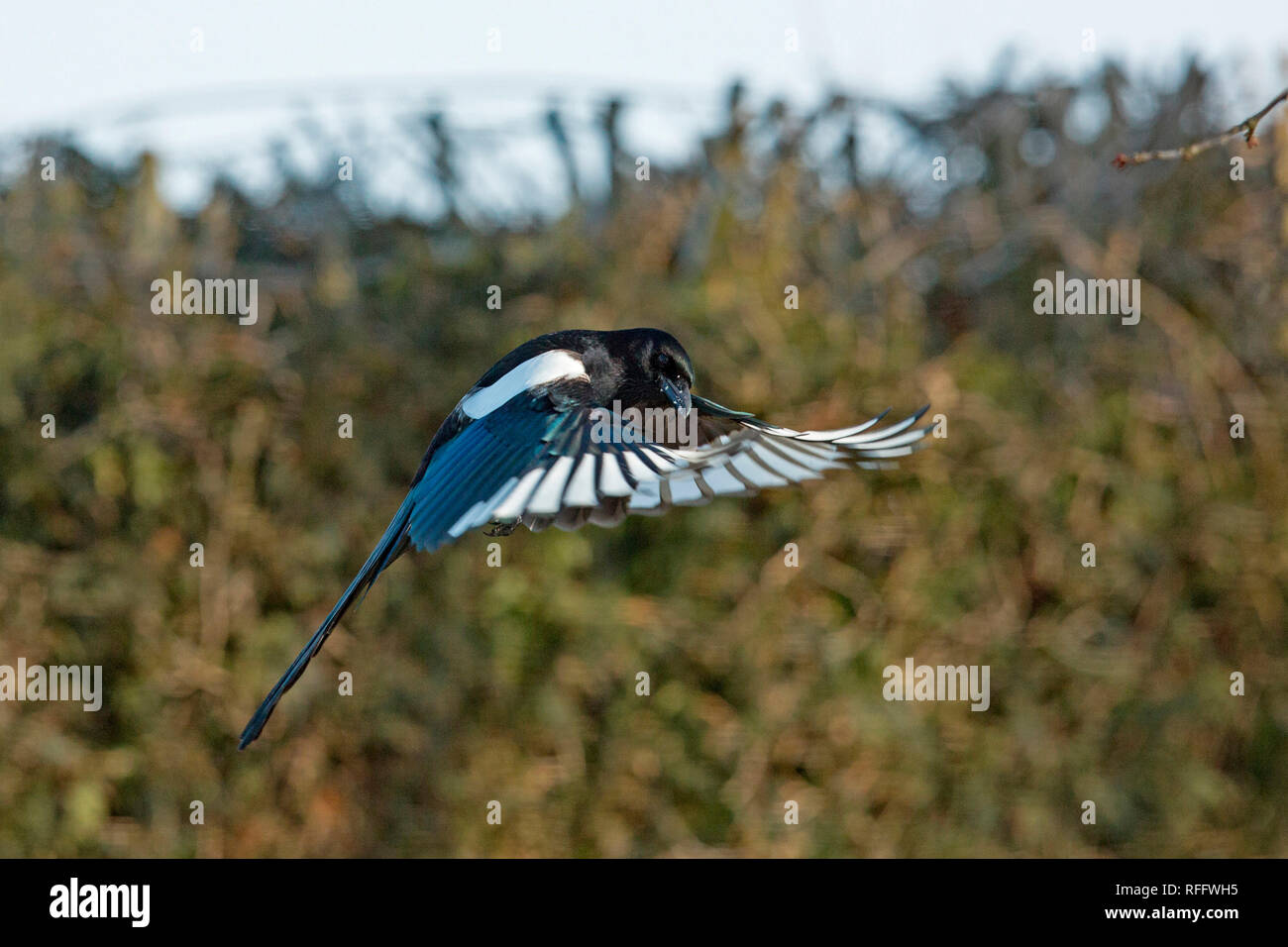 Magpies flight hi-res stock photography and images - Alamy