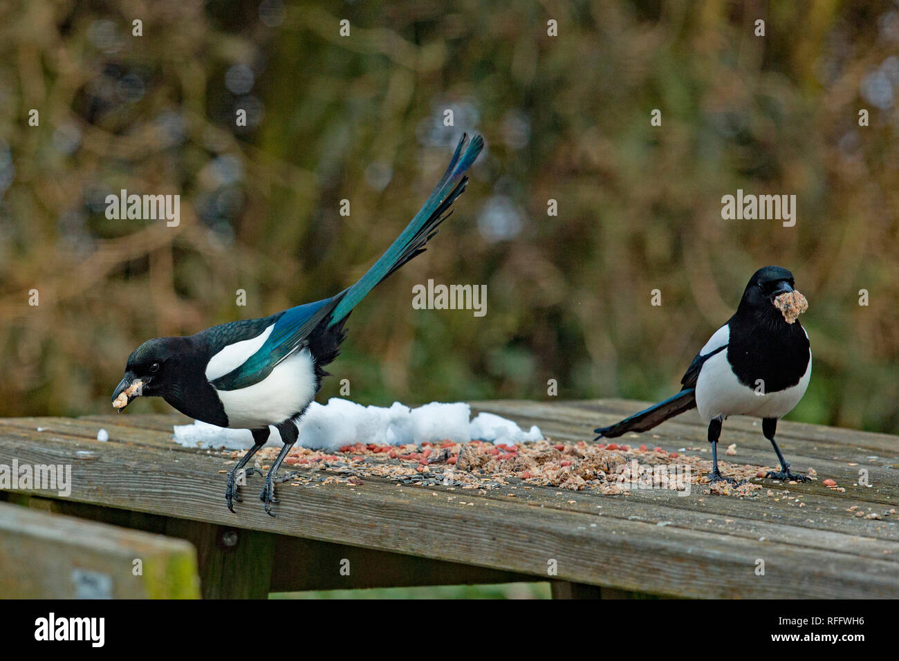 eurasian magpies, (Pica pica Stock Photo - Alamy